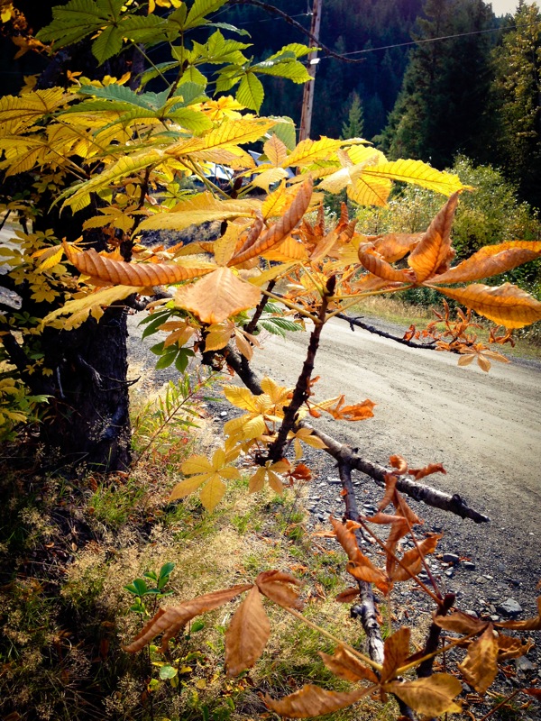 Happy Fall! Turn over a new leaf - The Fitnessista