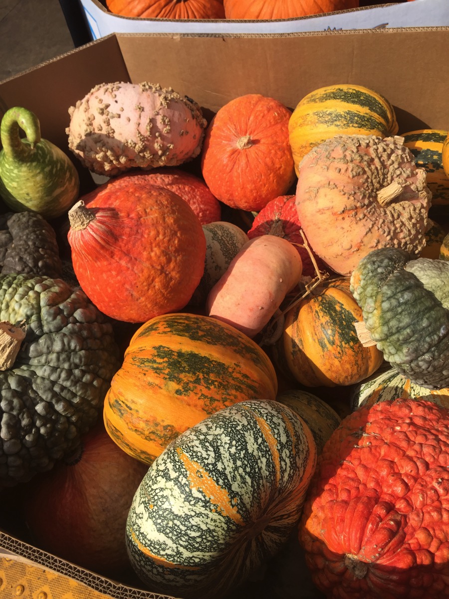 the nanas are here + Friday Faves - The Fitnessista