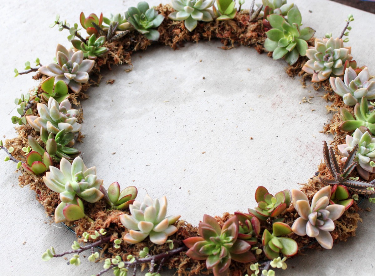 EASY DIY Succulent Wreath