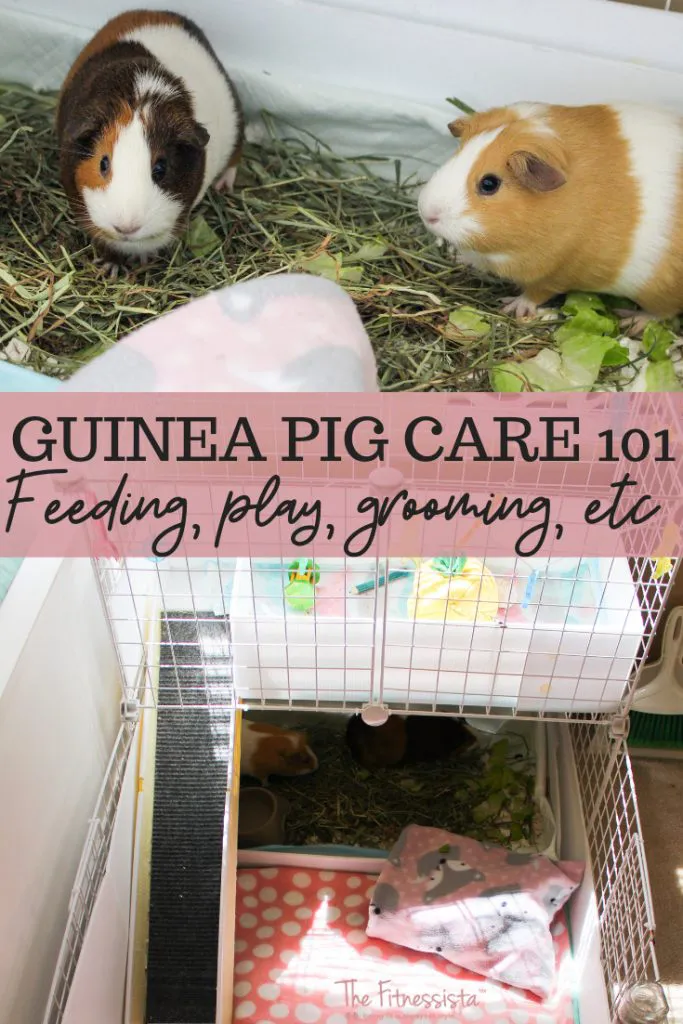 Guinea Pig Care 101 - The Fitnessista