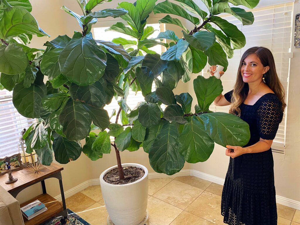 How To Take Care Of A Fiddle Leaf Fig Tree