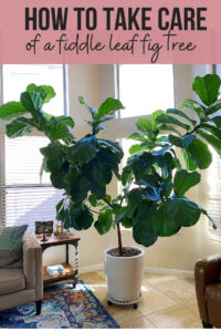 How To Take Care Of A Fiddle Leaf Fig Tree - The Fitnessista