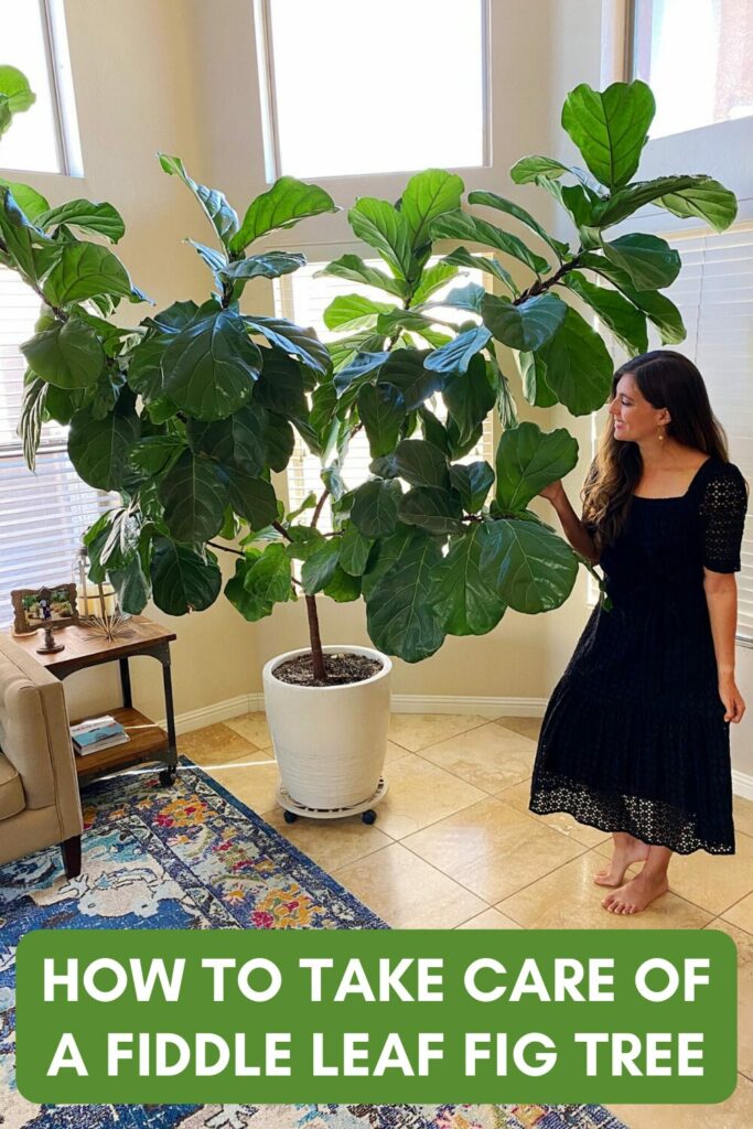 How To Take Care Of A Fiddle Leaf Fig Tree - The Fitnessista